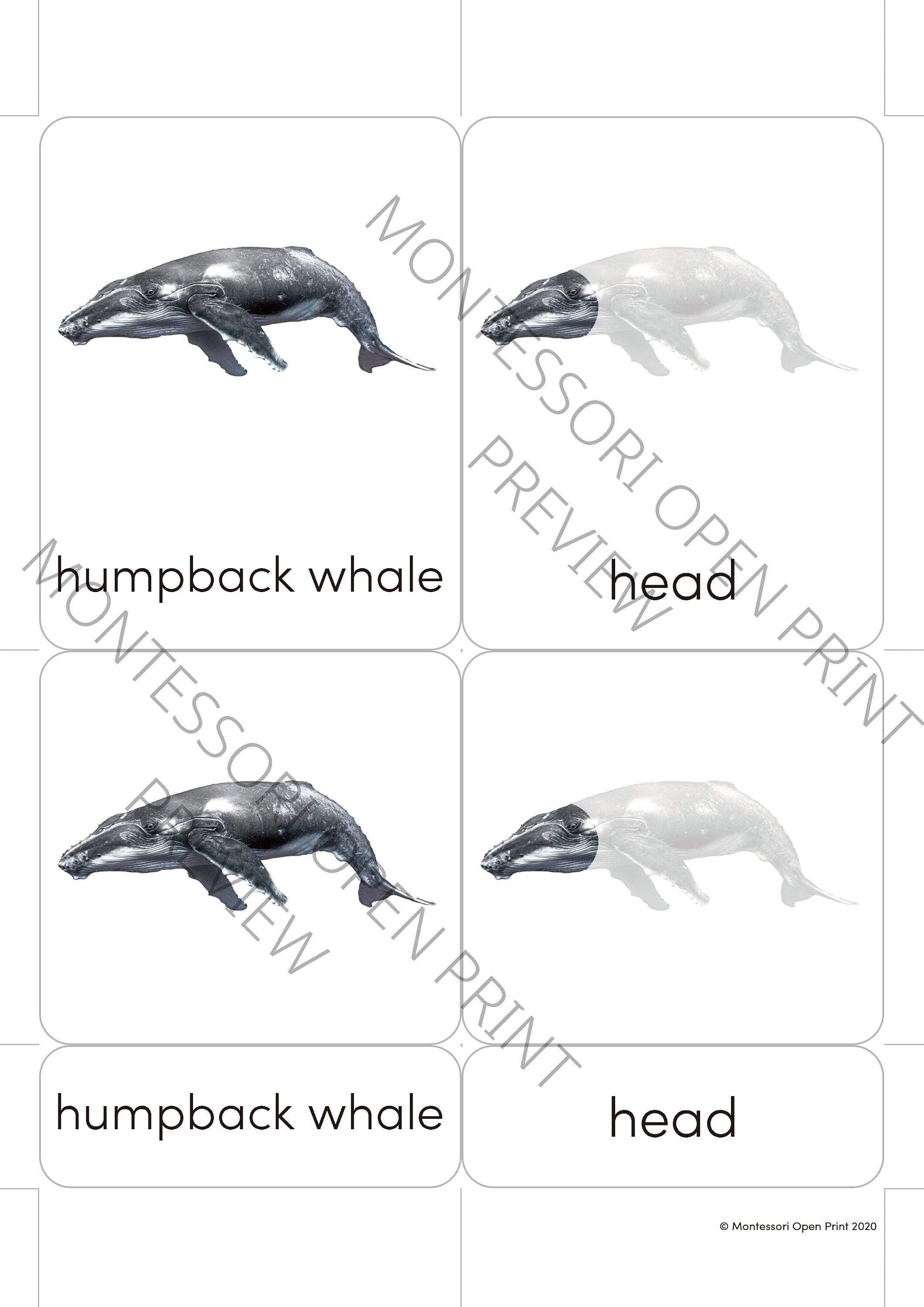 Montessori 3 Part Cards Parts of a Humpback Whale - Etsy