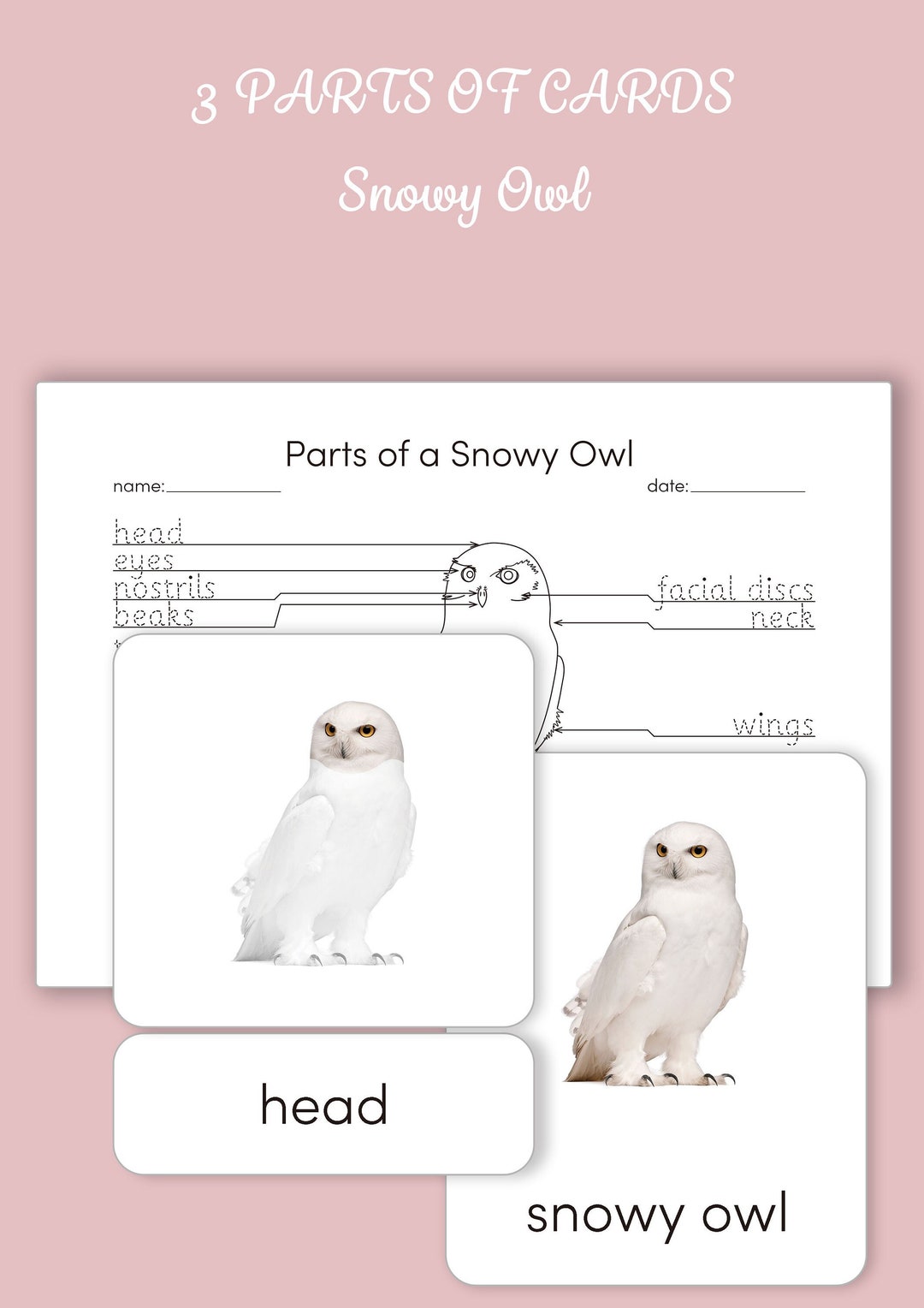 Montessori 3 Part Cards Parts of a Snowy Owl - Etsy