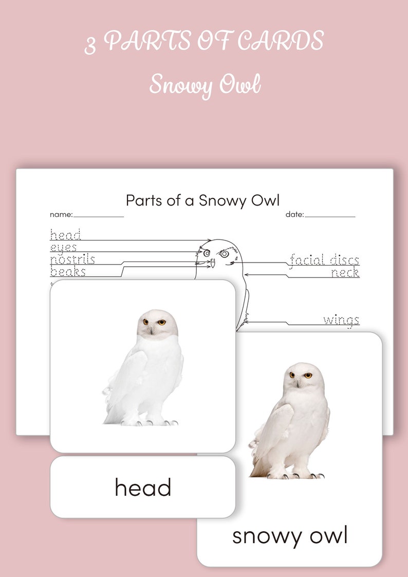 Montessori 3 Part Cards Parts of a Snowy Owl - Etsy