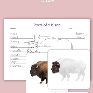 Montessori 3 Part Cards- Parts of a Bison - Etsy