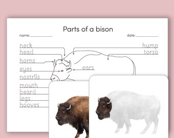 Montessori 3 Part Cards and Definitions Parts of a Plant - Etsy