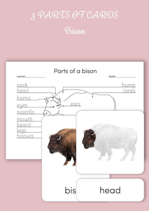 Montessori 3 Part Cards Parts of a Bison | Etsy
