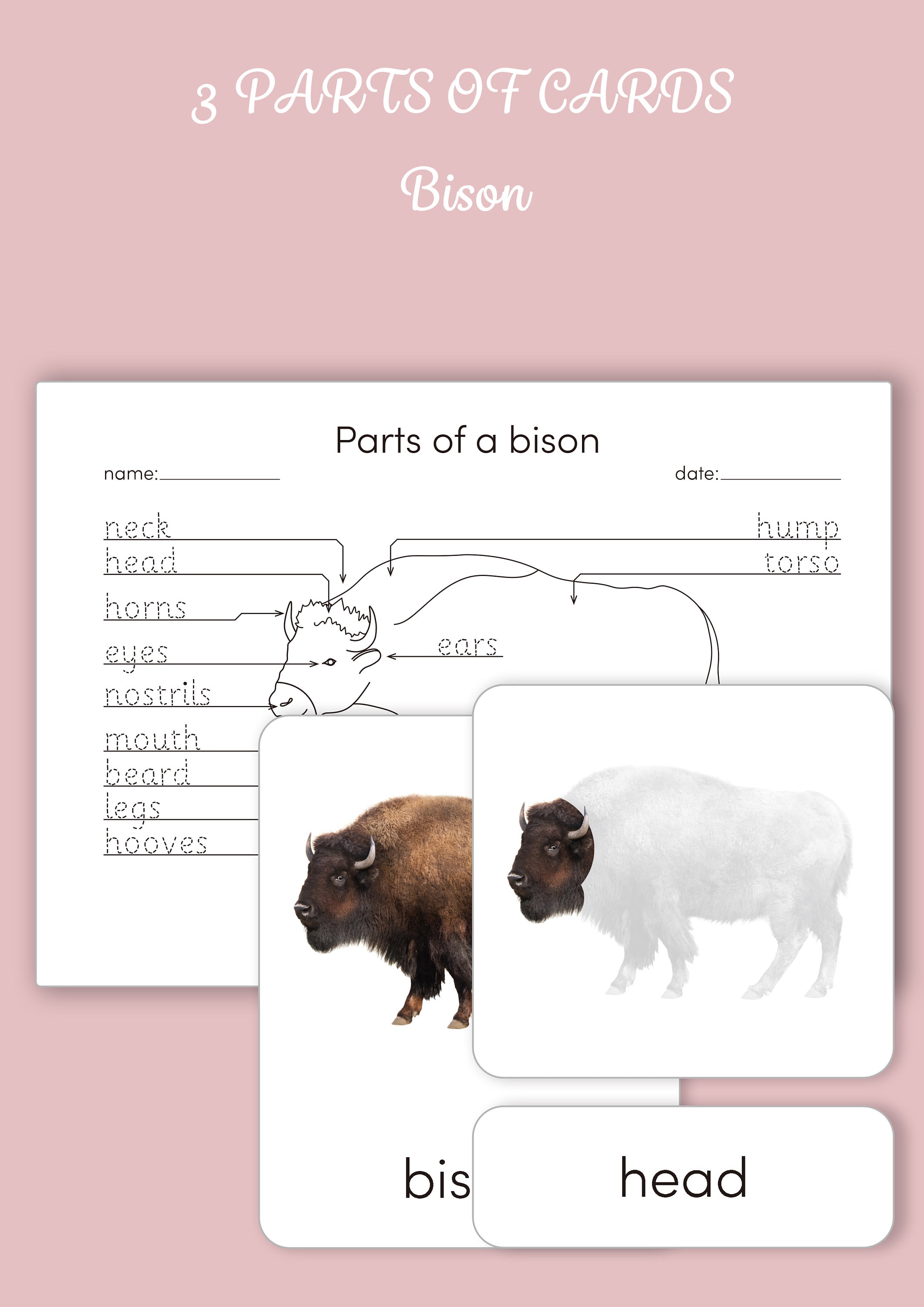 Montessori 3 Part Cards- Parts of a Bison - Etsy