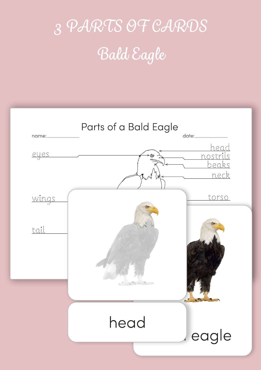 Label Parts Of A Bald Eagle