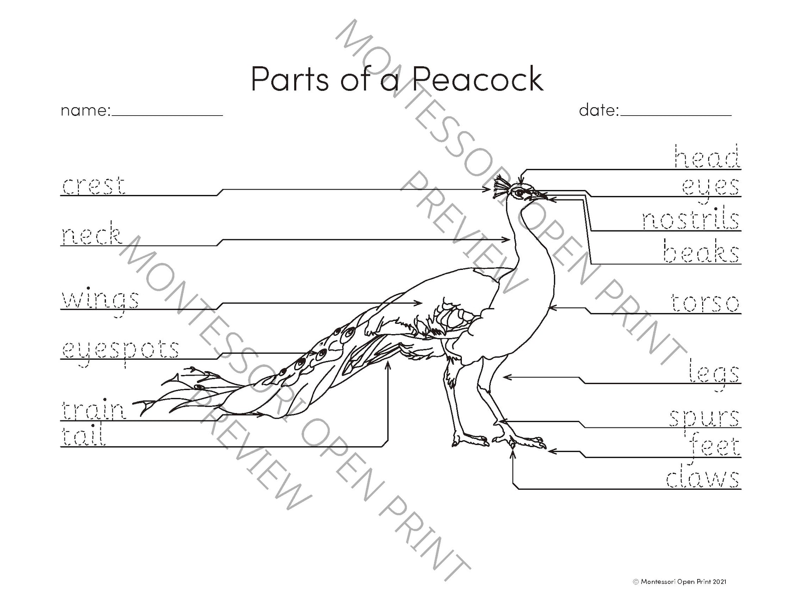 Montessori 3 Part Cards Parts of a Peacock - Etsy
