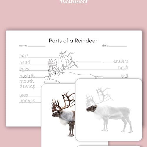 Montessori 3 Part Cards Parts of a Bee - Etsy