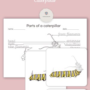Montessori 3 Part Cards- Parts of a Caterpillar - Etsy