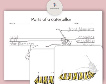 Montessori 3 Part Cards and Definition Cards Parts of the - Etsy