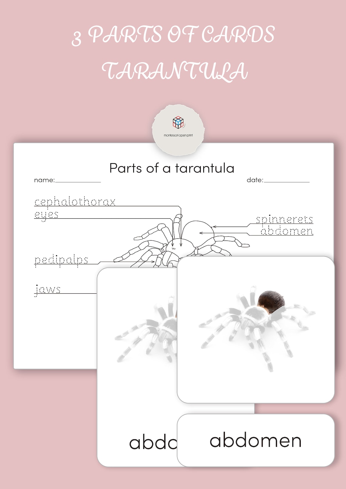 Montessori 3 Part Cards Parts of a Tarantula - Etsy