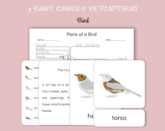 Parts of a Bird Montessori 3-part-cards - Etsy