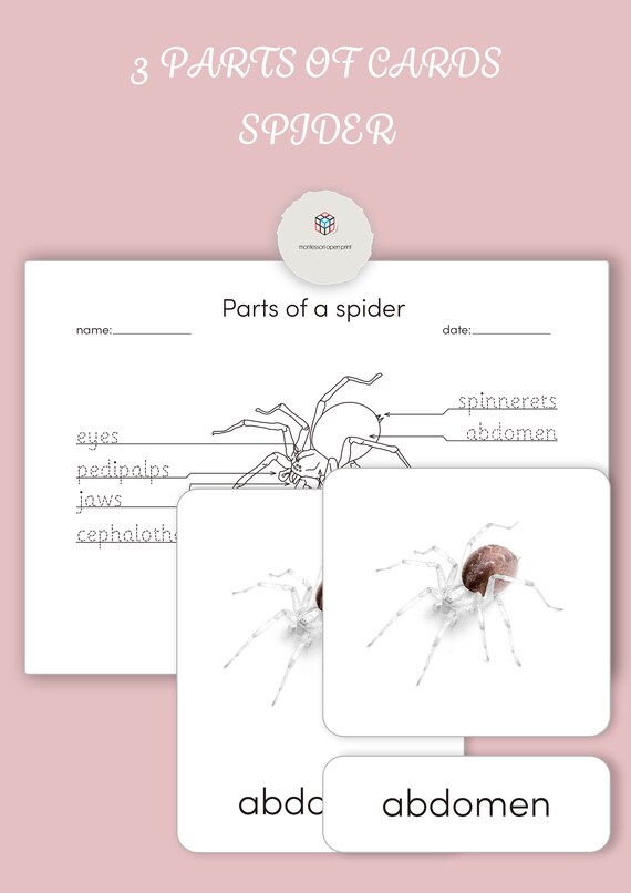 Montessori 3 Part Cards Parts of a Spider | Etsy