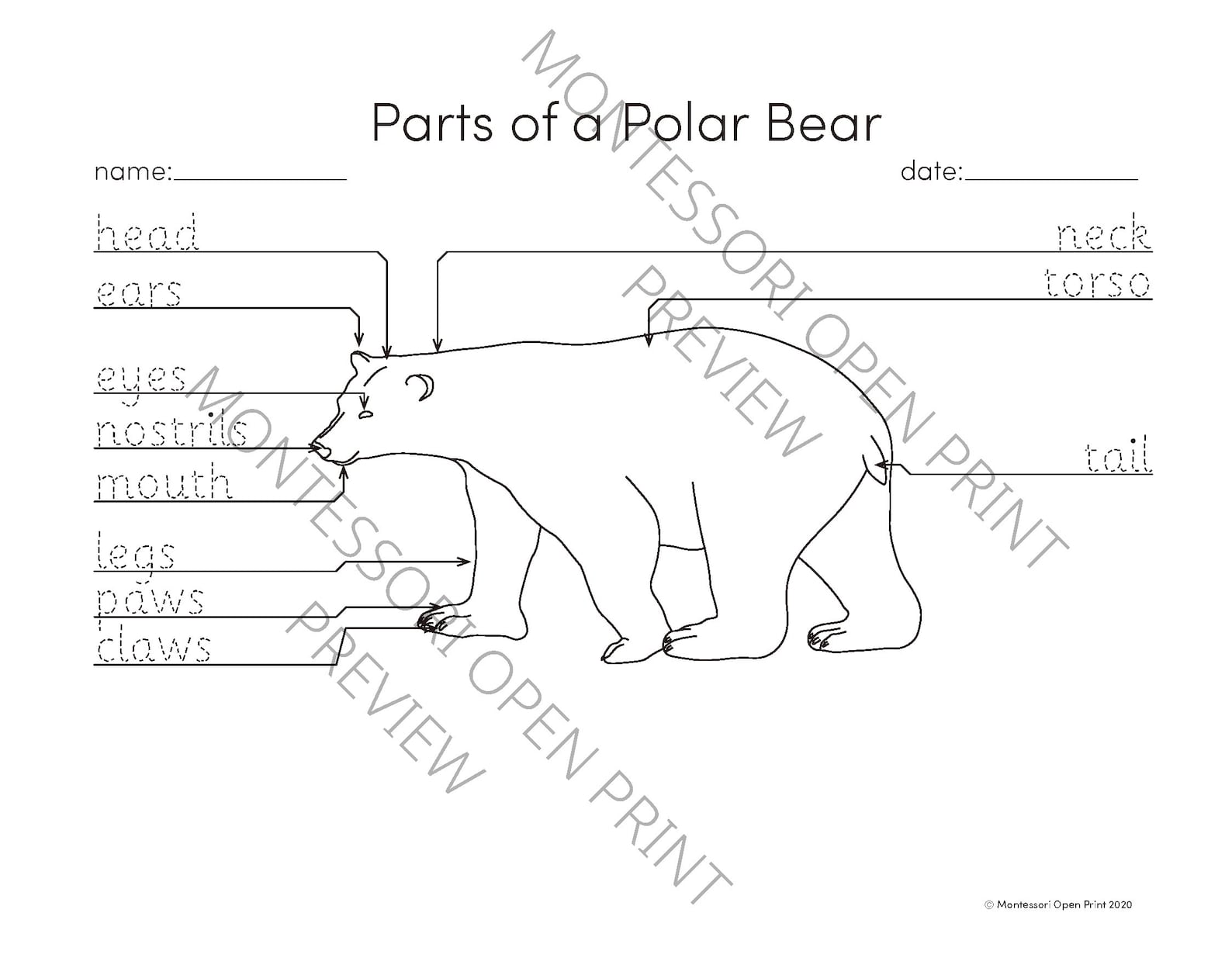 Montessori 3 Part Cards Parts of a Polar Bear - Etsy