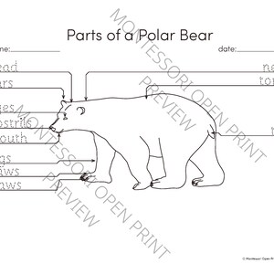 Montessori 3 Part Cards Parts of a Polar Bear - Etsy