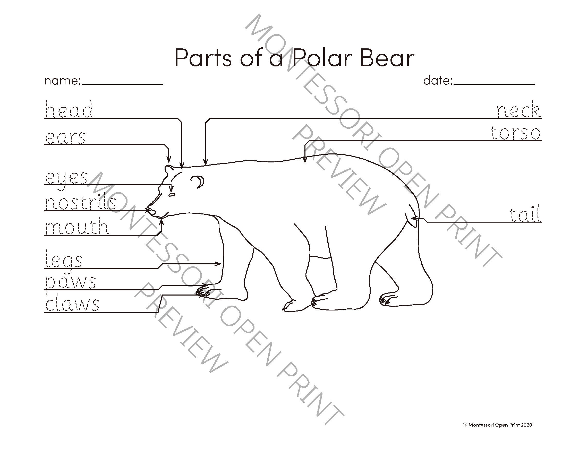 Montessori 3 Part Cards Parts of a Polar Bear - Etsy