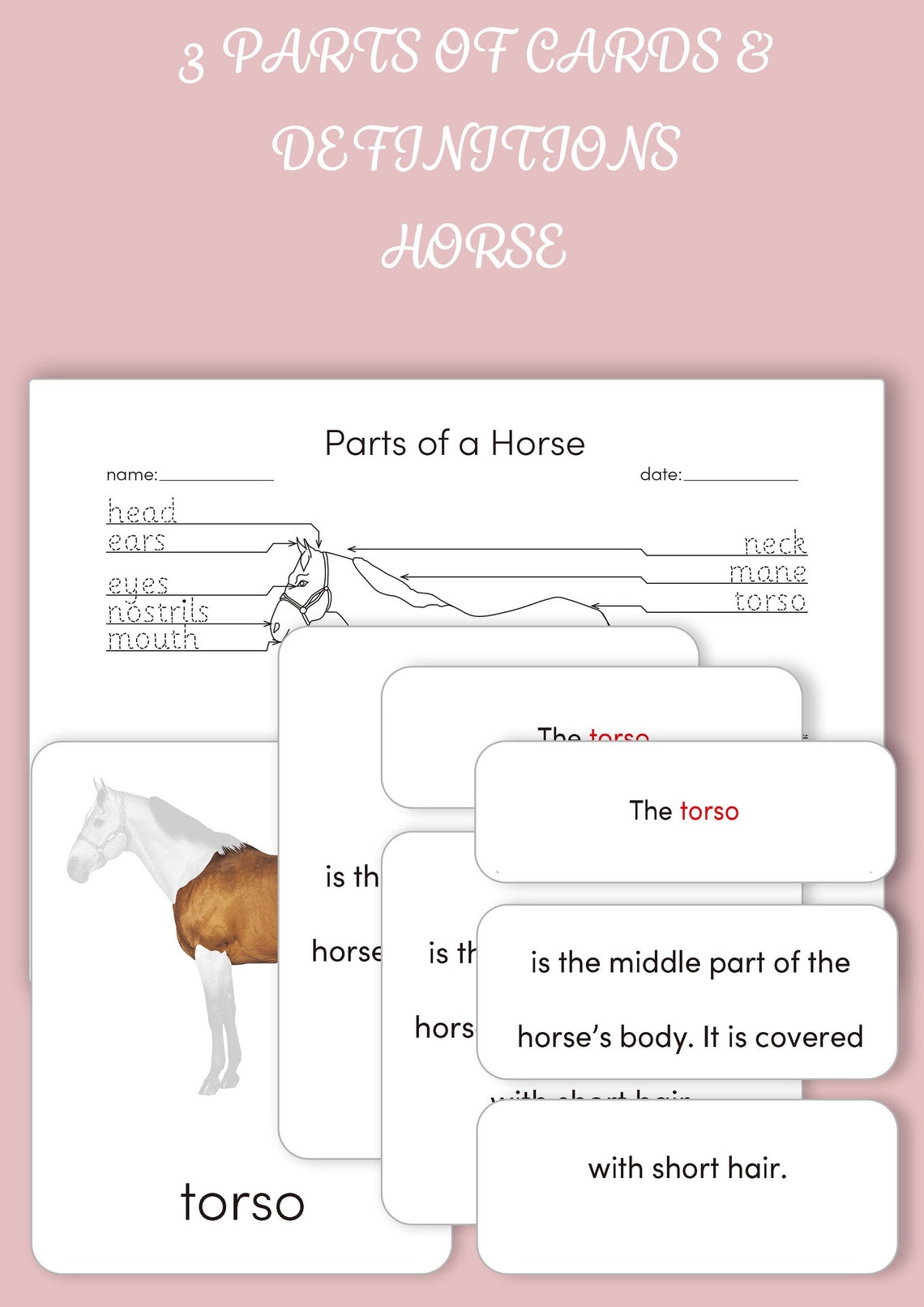 Montessori 3 Part Cards and Definitions Parts of the Horse - Etsy