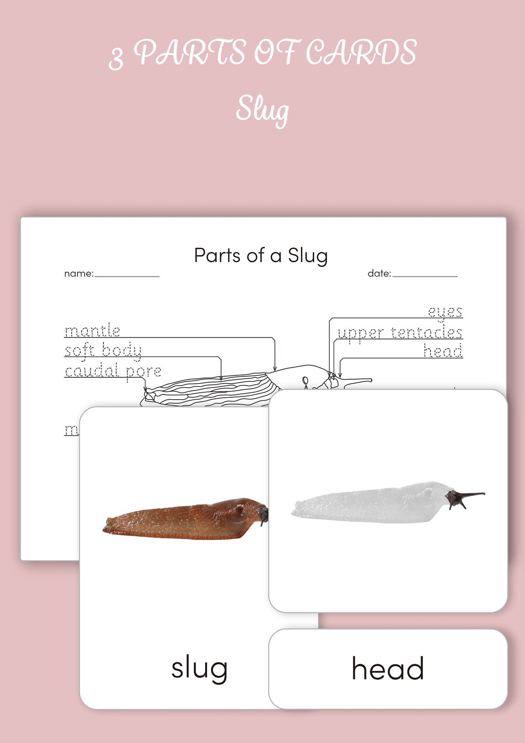 Montessori 3 Part Cards Parts of a Slug - Etsy