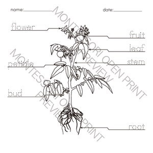 Montessori 3 Part Cards and Definitions Parts of a Plant - Etsy