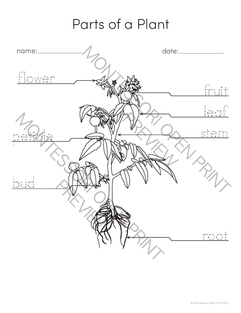 Montessori 3 Part Cards and Definitions Parts of a Plant - Etsy