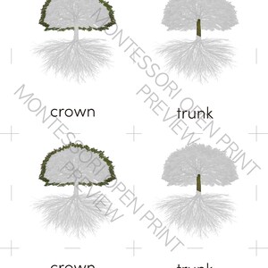 Montessori 3 Part Cards- Parts of a Tree - Etsy