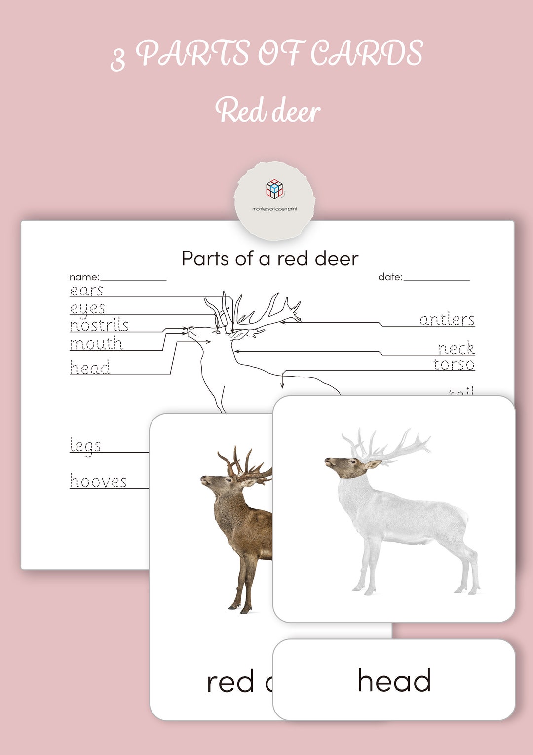 Montessori 3 Part Cards Parts of a Red Deer - Etsy