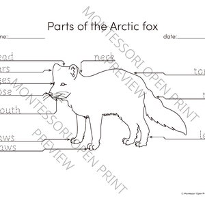 Montessori 3 Part Cards Parts of the Arctic Fox - Etsy