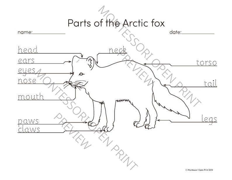 Montessori 3 Part Cards Parts of the Arctic Fox - Etsy