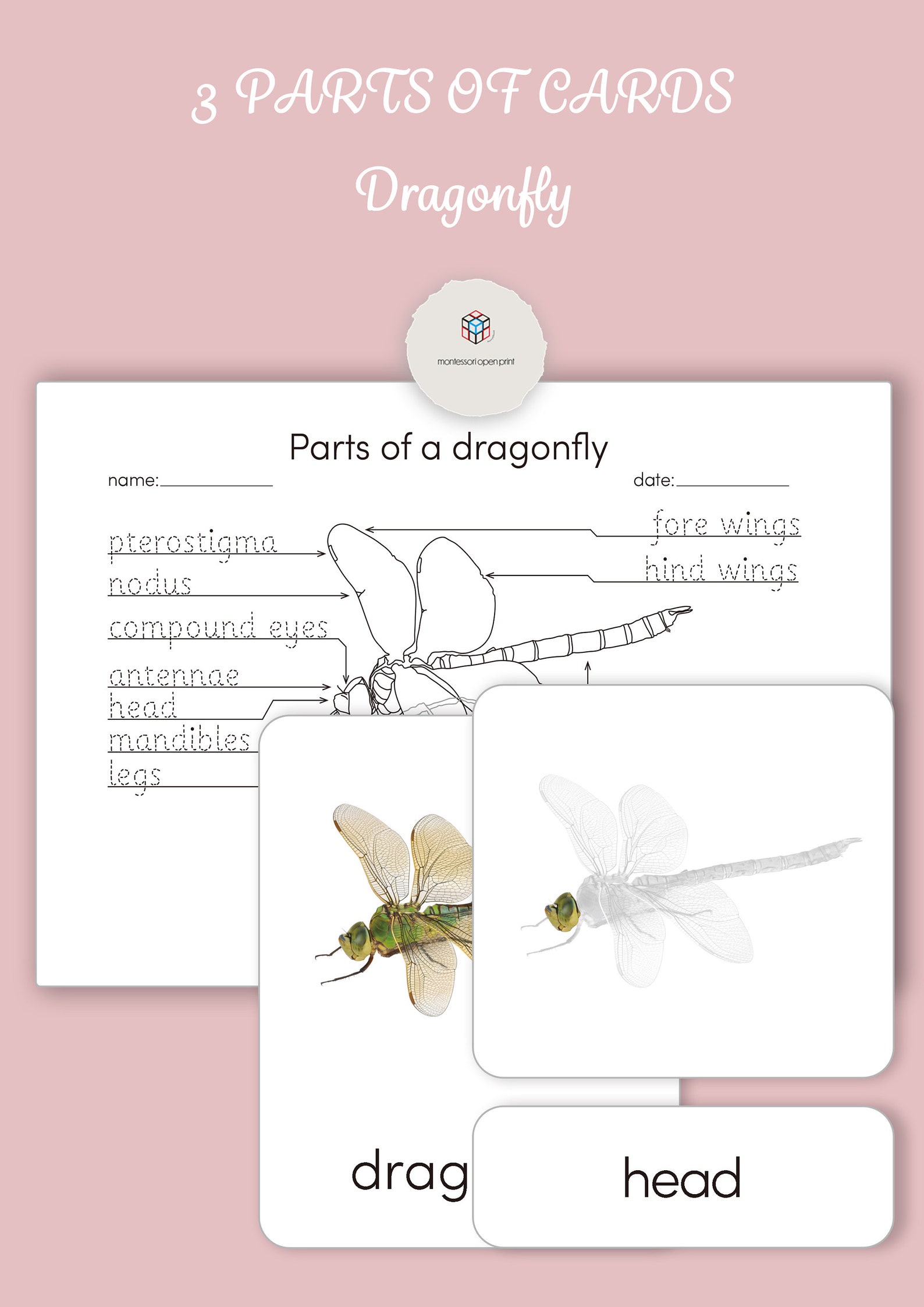 Montessori 3 Part Cards Parts of a Dragonfly - Etsy