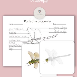 Montessori 3 Part Cards Parts of a Dragonfly - Etsy