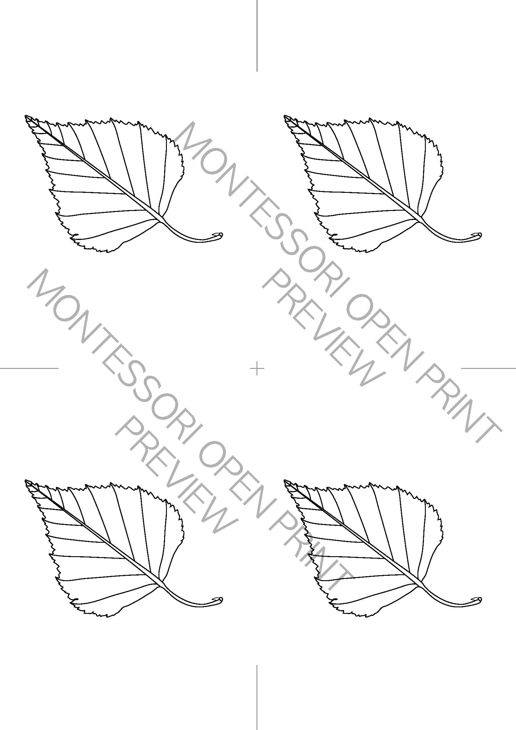 Montessori 3 Part Cards Parts of a Leaf - Etsy