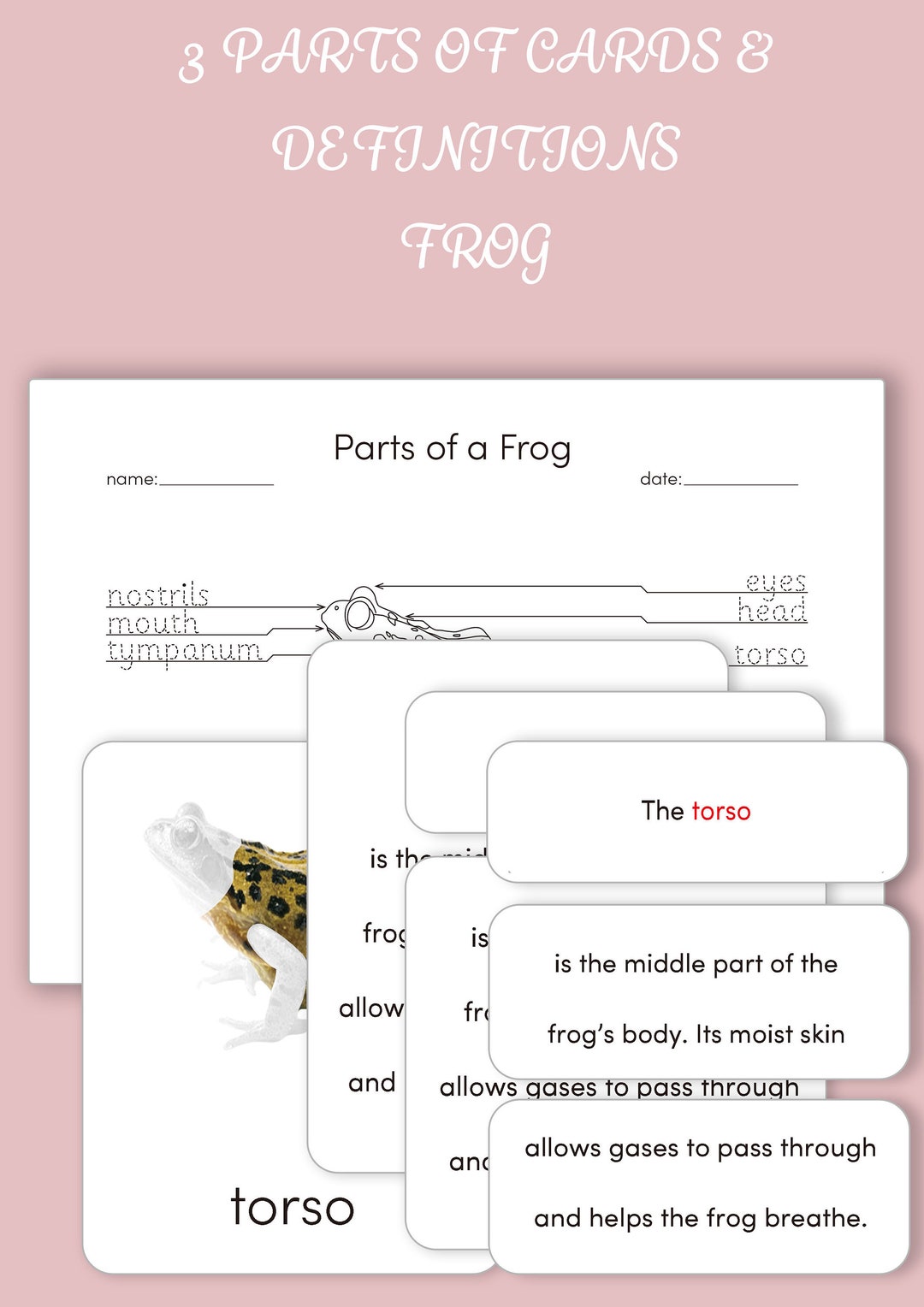 Montessori 3 Part Cards and Definitions Parts of the Frog - Etsy UK