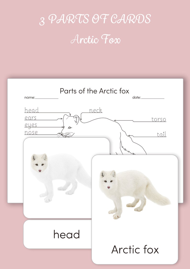 Montessori 3 Part Cards Parts of the Arctic Fox - Etsy