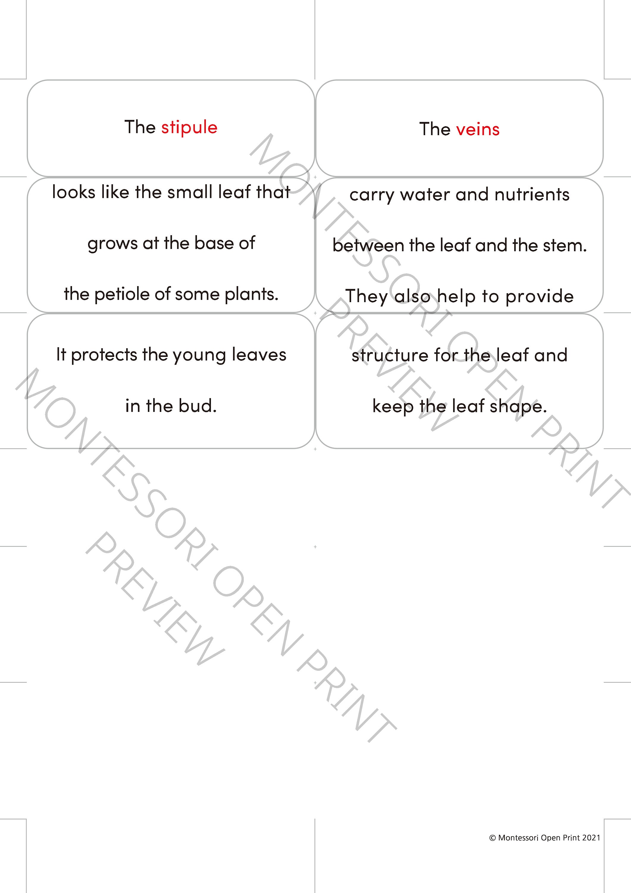 Montessori 3 Part Cards and Definition Cards Parts of the Leaf - Etsy