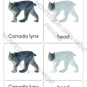 Montessori 3 Part Cards Parts of the Canada Lynx - Etsy