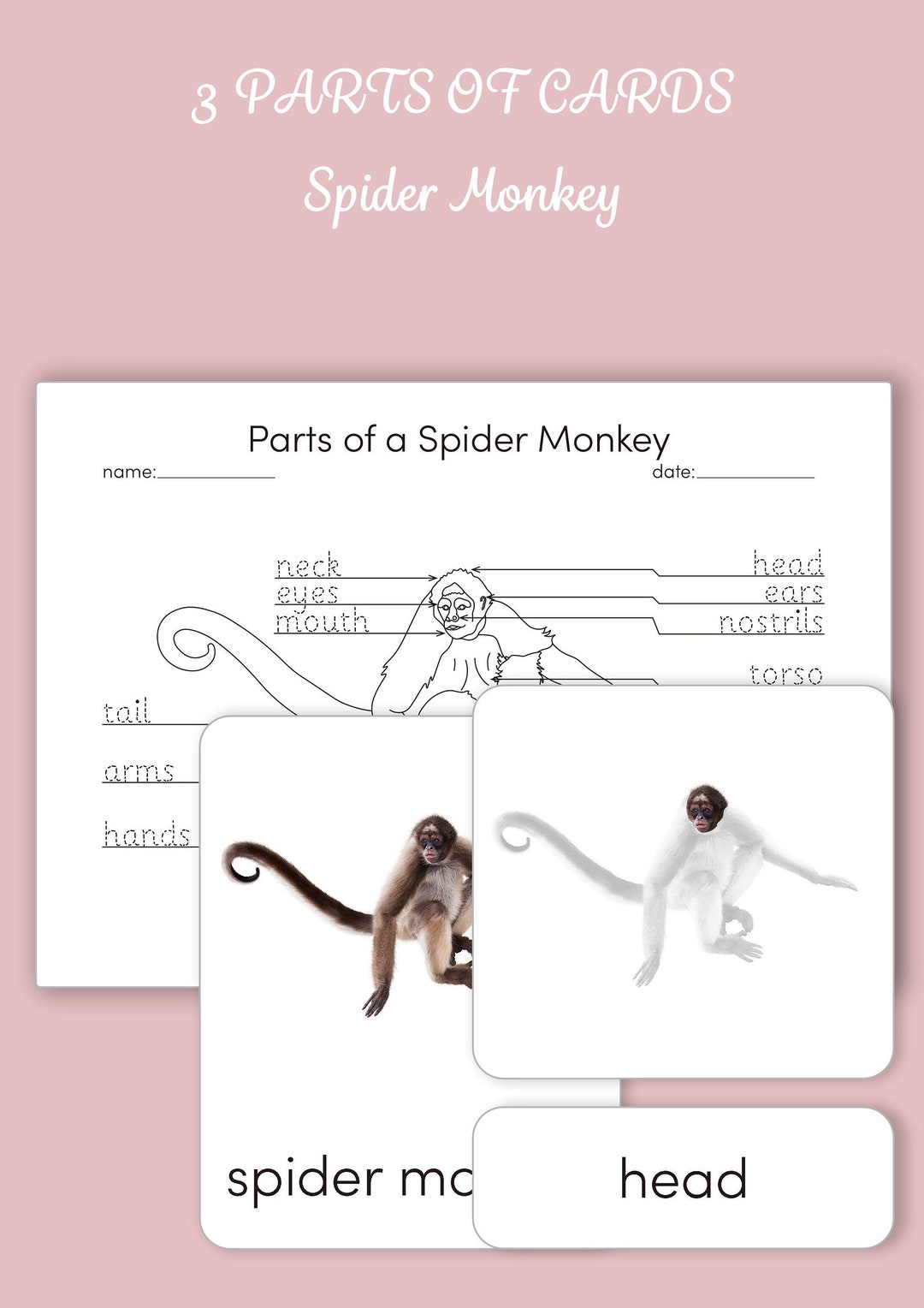 Montessori 3 Part Cards Parts of a Spider Monkey - Etsy