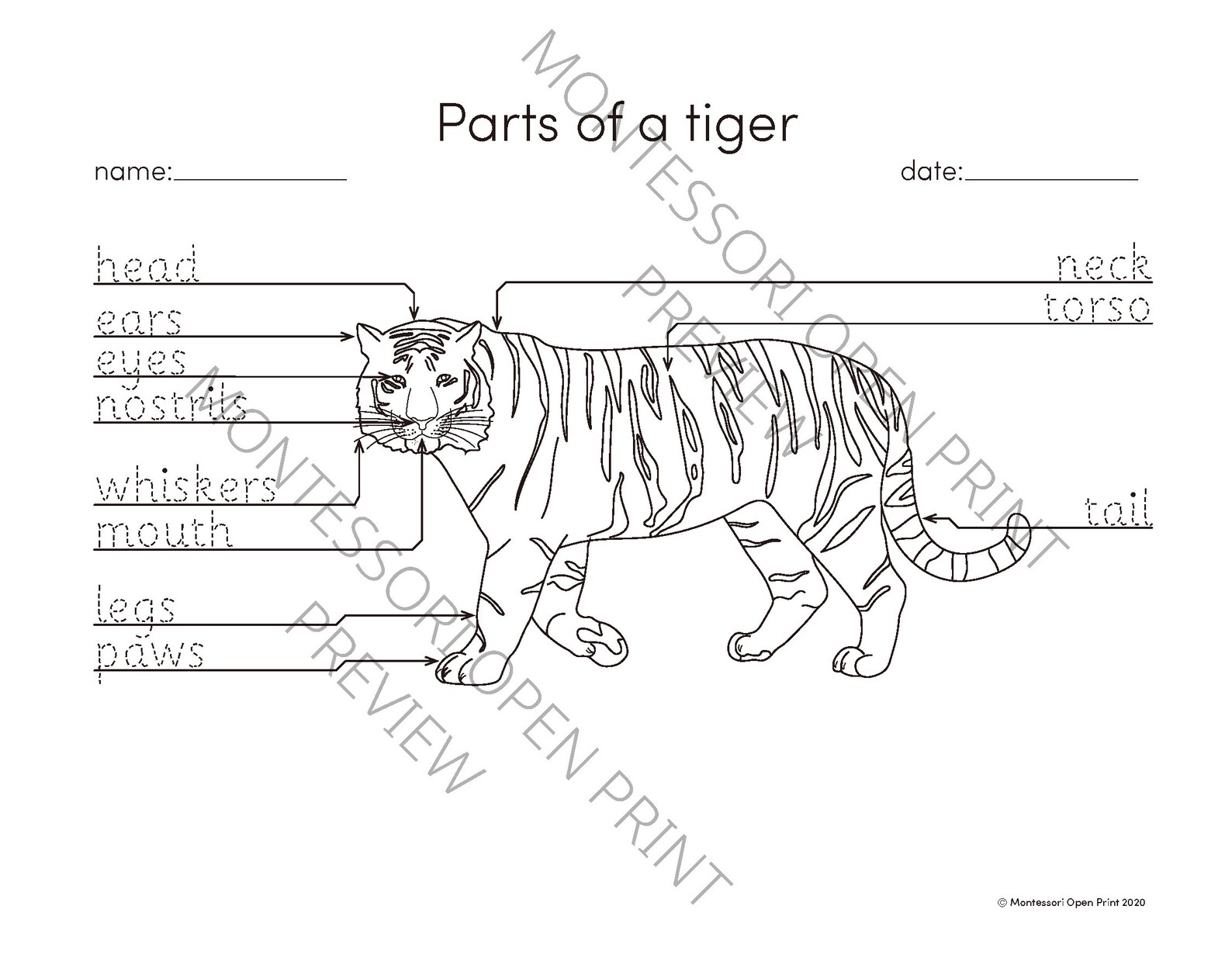 Montessori 3 Part Cards Parts of a Tiger - Etsy