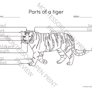 Montessori 3 Part Cards Parts of a Tiger - Etsy