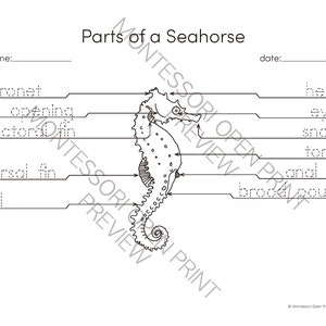Montessori 3 Part Cards and Definitions Parts of a Seahorse - Etsy