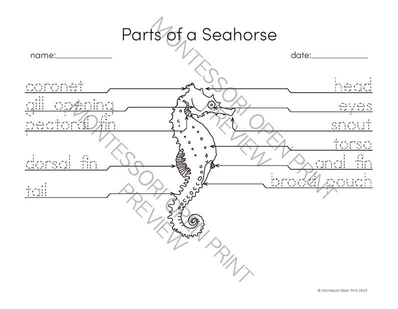 Montessori 3 Part Cards and Definitions Parts of a Seahorse - Etsy