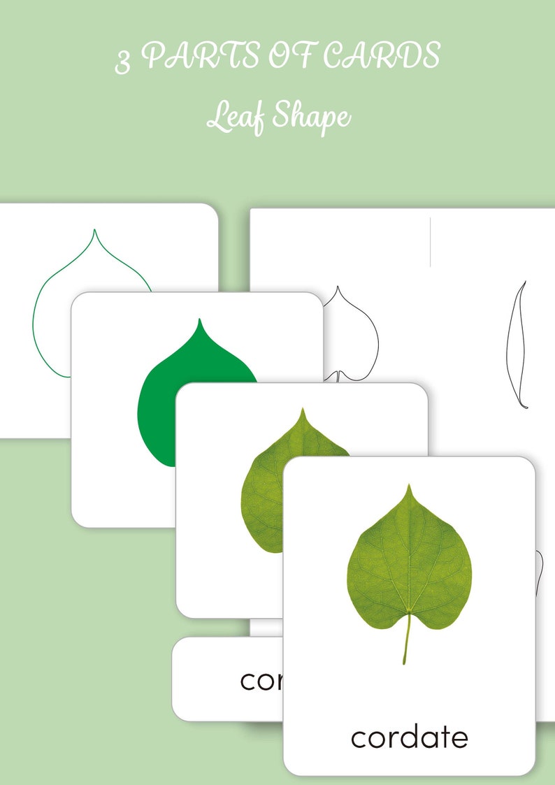 Montessori 3 Part Cards Leaf Shapes - Etsy