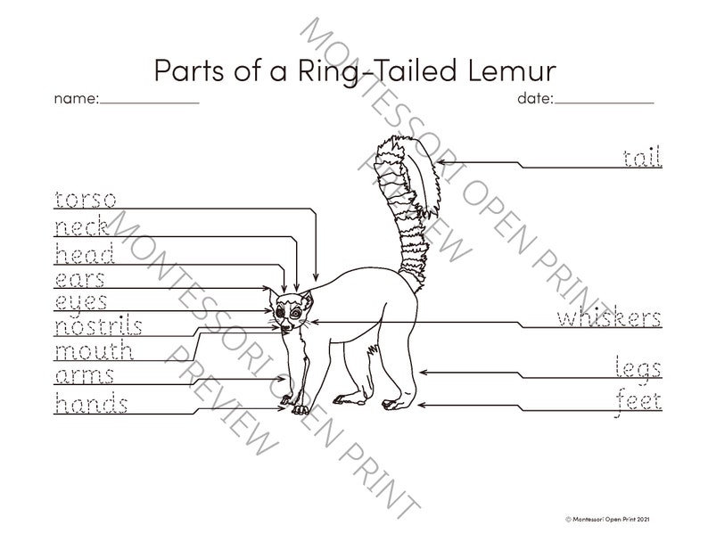 Montessori 3 Part Cards Parts of a Ring-tailed Lemur - Etsy