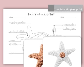 Montessori 3 Part Cards and Definition Cards Parts of the - Etsy