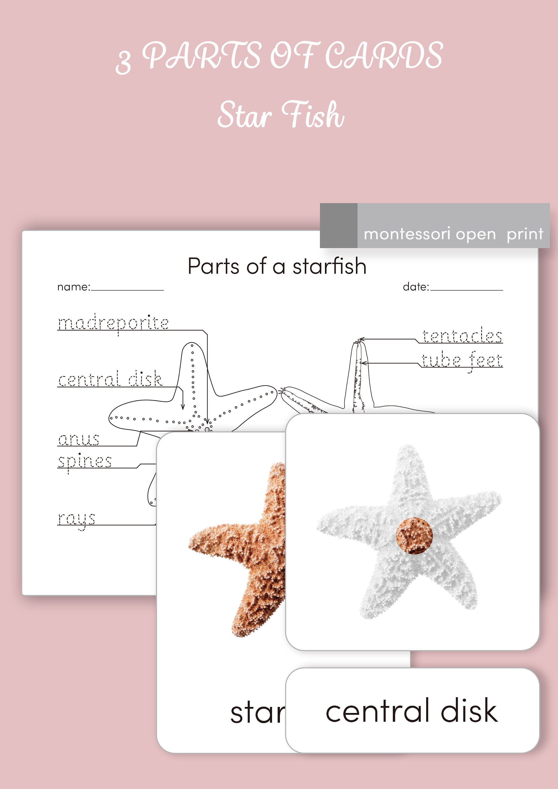 Starfish Diagram Labeled