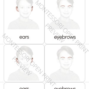 Montessori 3 Part Cards Parts of the Face - Etsy