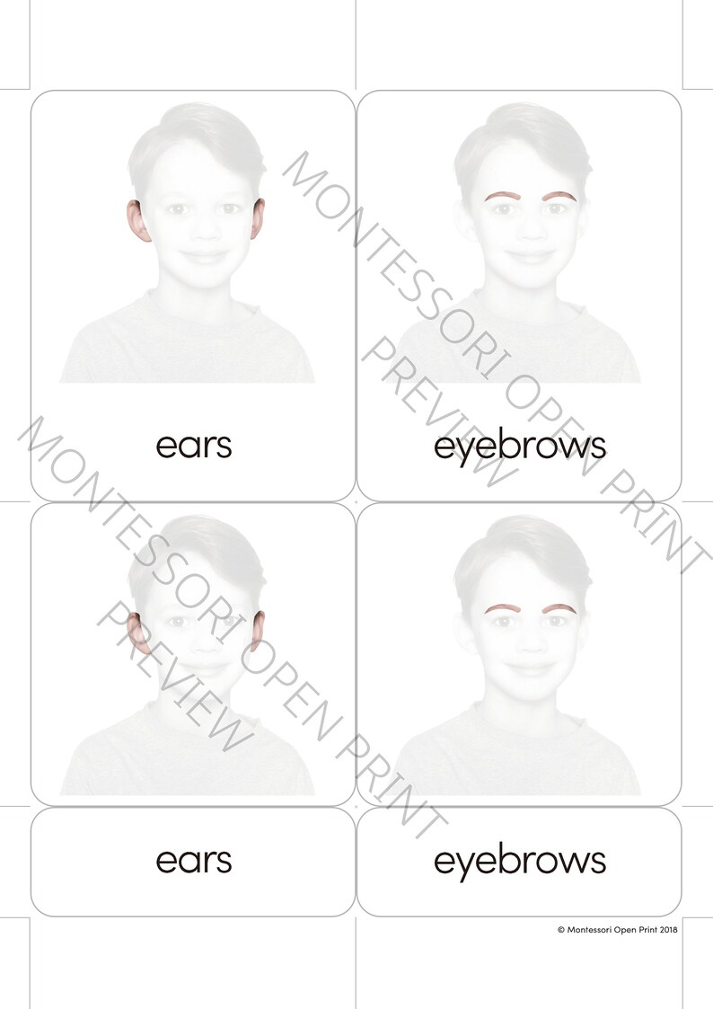 Montessori 3 Part Cards Parts of the Face - Etsy