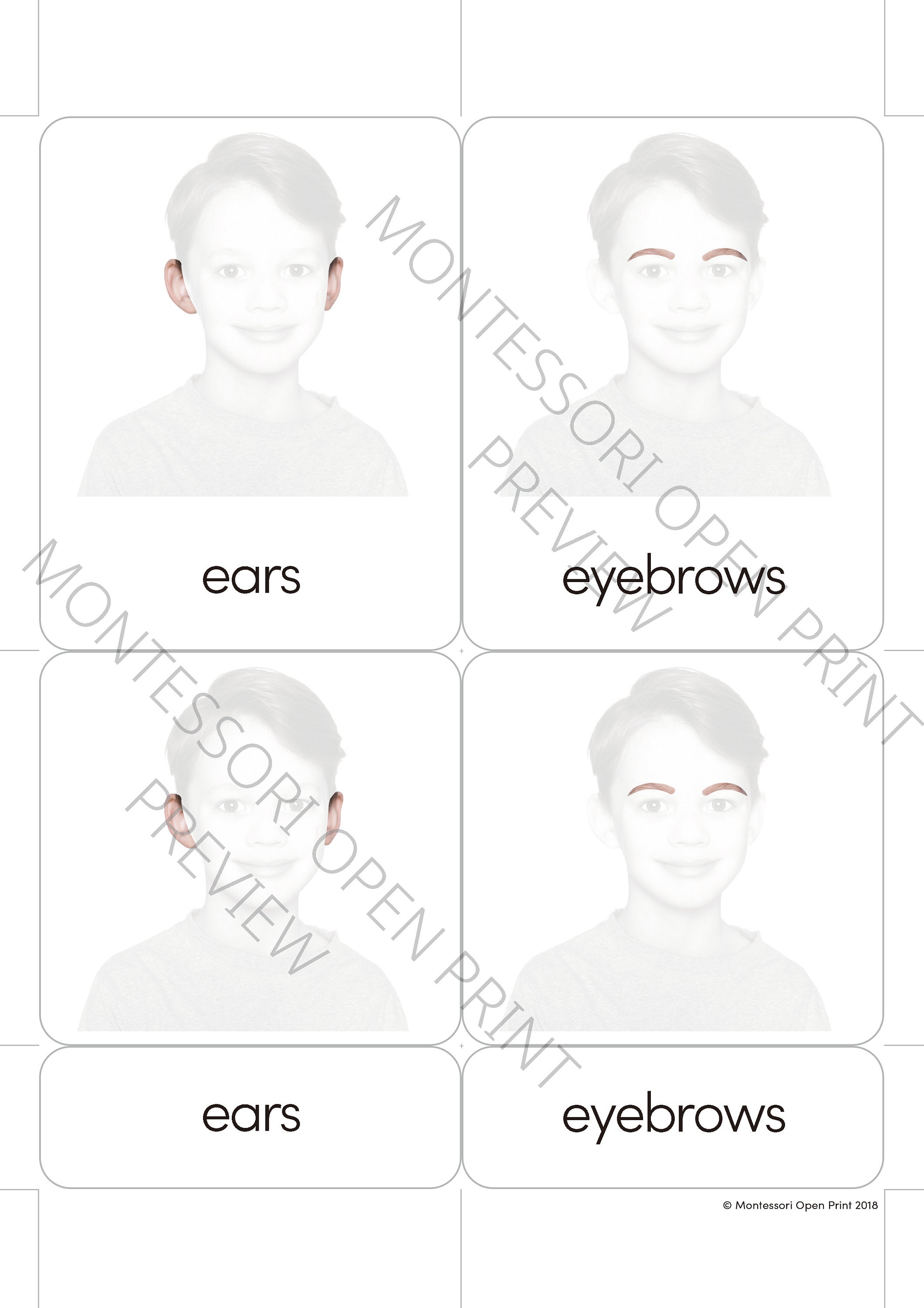 Montessori 3 Part Cards Parts of the Face - Etsy