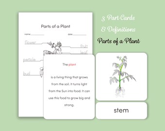 Parts of the Food Chain 3-part Cards and Posters - Etsy