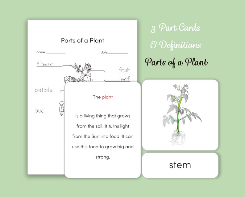Montessori 3 Part Cards and Definitions Parts of a Plant - Etsy