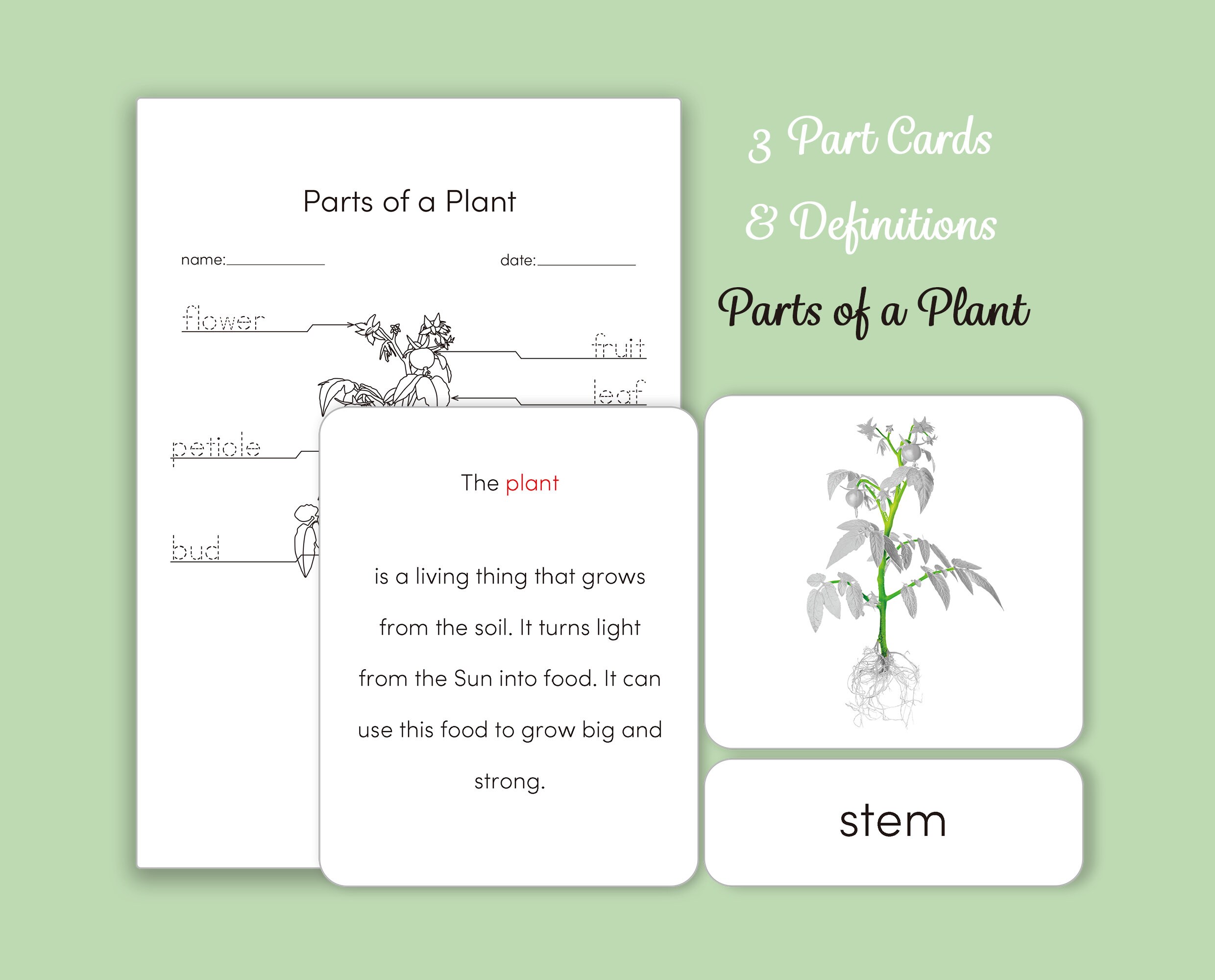 Montessori 3 Part Cards and Definitions Parts of a Plant - Etsy