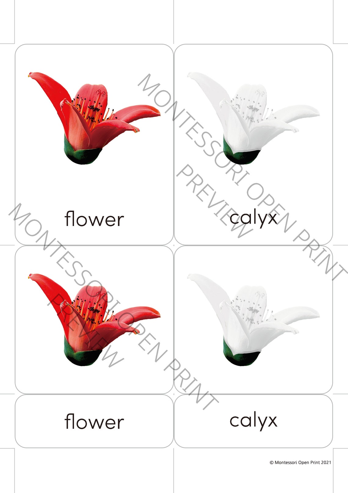 Montessori 3 Part Cards Parts of a Dicot Flower - Etsy