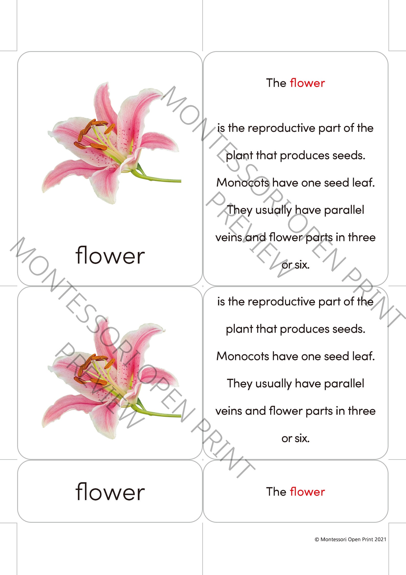Montessori 3 Part Cards and Definitions Parts of the Monocot - Etsy Canada
